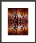 Sunset Tree Silhouette Fine Art Photography Print Abstract 2
